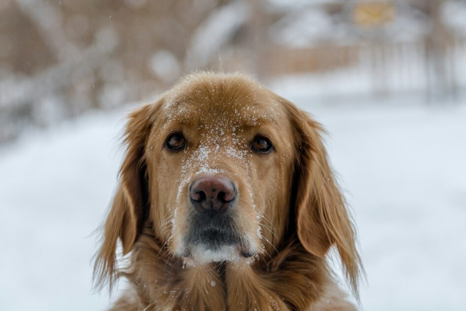 9 Best Pet Insurances in Sweden 2026 (Compared in English)